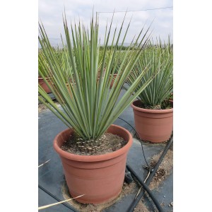Yucca Rigida-ORIGINE :L'espèce est originaire du nord du Mexique DE ...