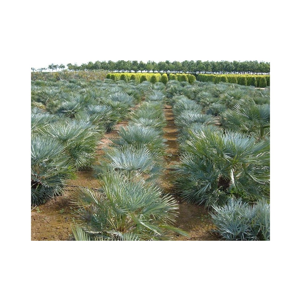 Chamaerops Humilis cerifera - Palmiers du Monde Taille Chamaerops ...