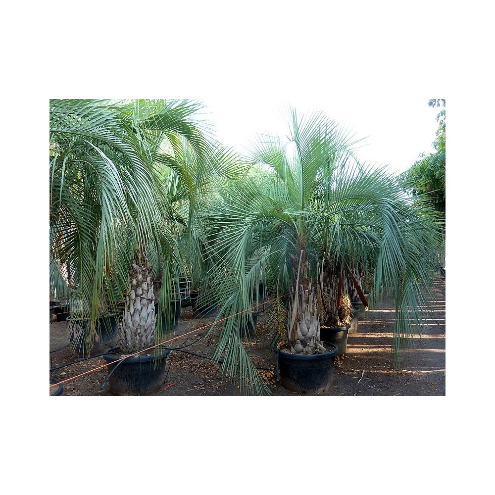 Butia capitata - Palmiers du Monde Taille Butia capitata 15 Litres,100 ...