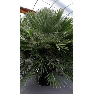 Chamaerops humilis vulcano - Palmiers du Monde Taille Chamaerops ...