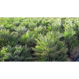 Chamaerops humilis vulcano - Palmiers du Monde Taille Chamaerops ...