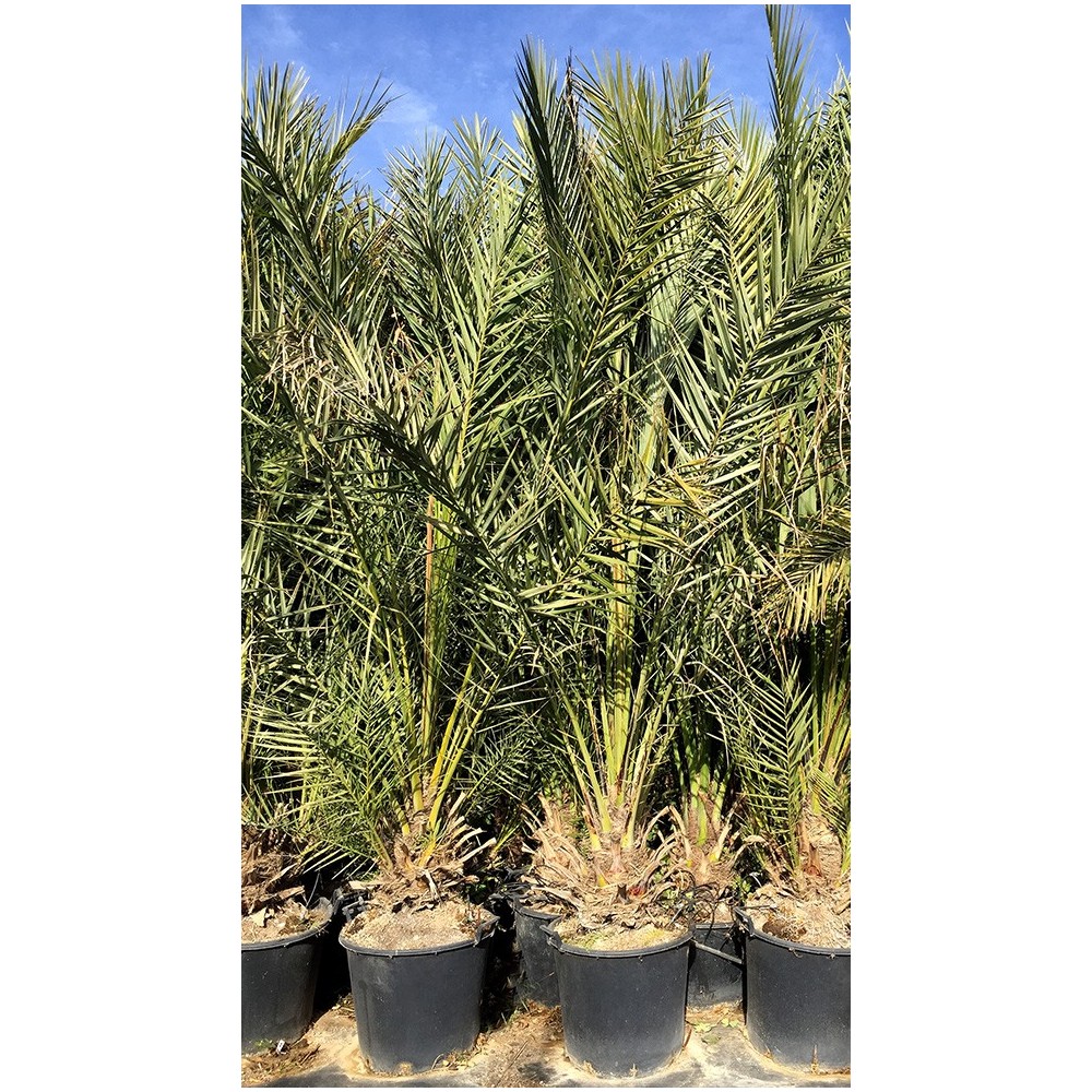 Phoenix dactylifera (palmier dattier) - Palmiers du Monde Taille ...