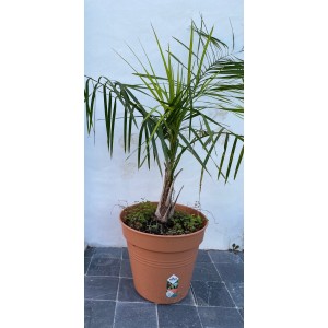 Butiagrus (butia capitata x syagrus romanzofiana) Taille Butiagrus ...