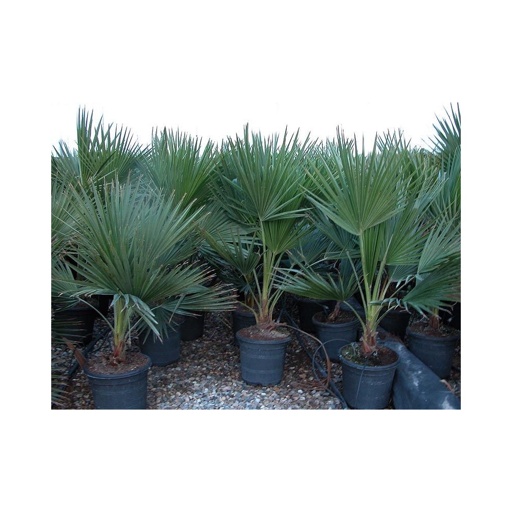 Brahea edulis - Palmiers du Monde Taille Edulis 25 Litres, 100-120 cm