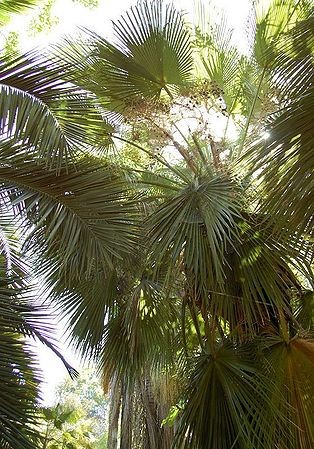 Brahea edulis- Palmier de Guadalupe ORIGINE : Espèce endémique de ...