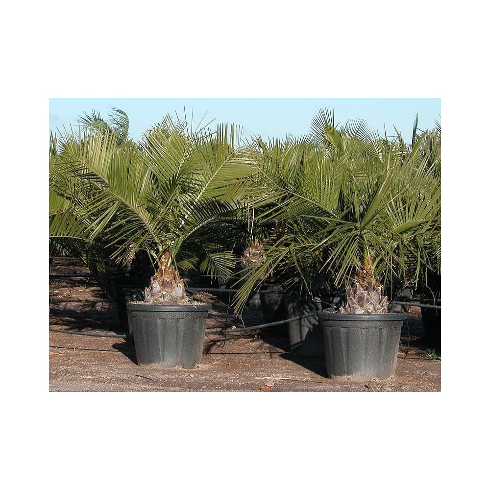Jubaea chilensis - Palmiers du Monde Taille Jubaea 45 Litres 100-120 cm