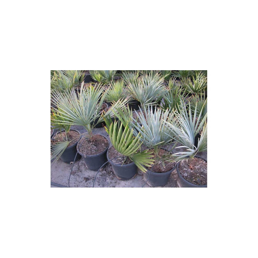 Butia capitata - Palmiers du Monde Taille Butia capitata Conteneur, 30 ...