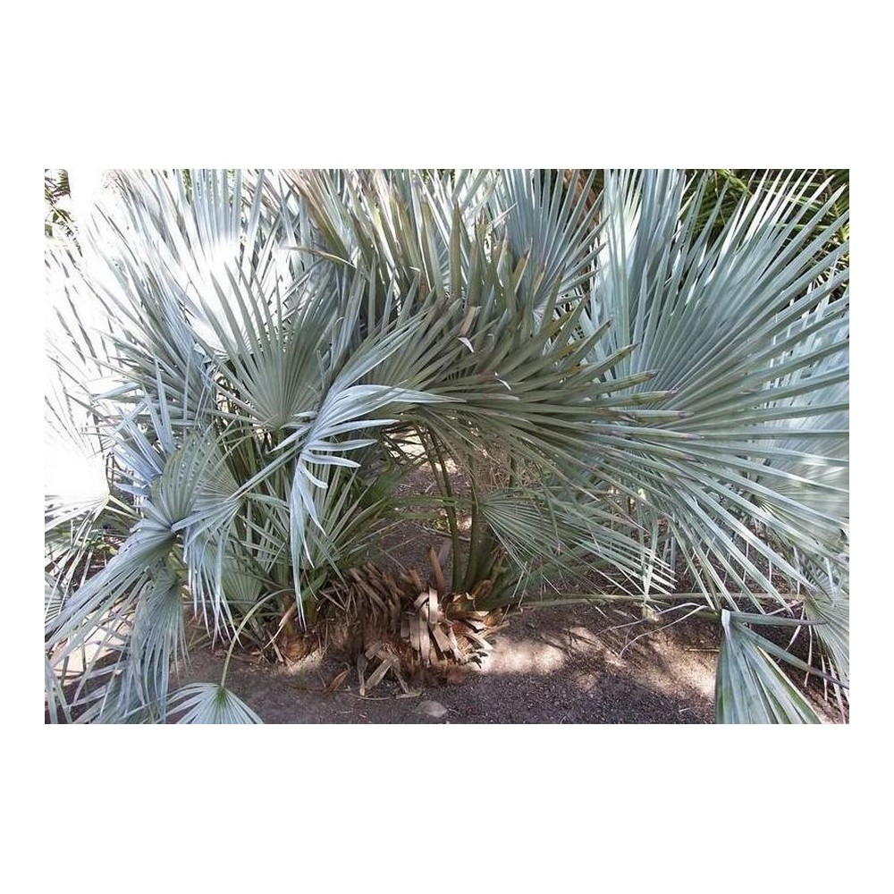 Butia capitata - Palmiers du Monde Taille Butia capitata Conteneur, 30 ...