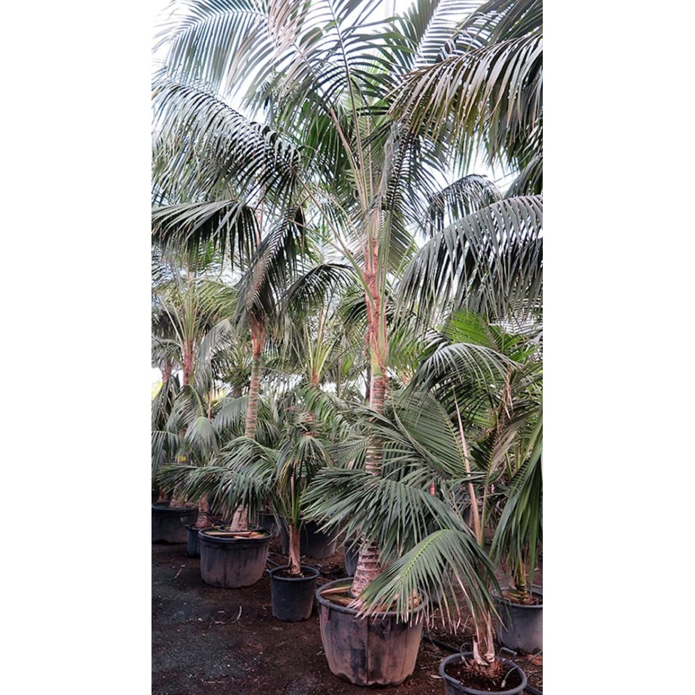 Howea forsteriana (Kentia) Palmiers du Monde Taille Howea forsteriana ...