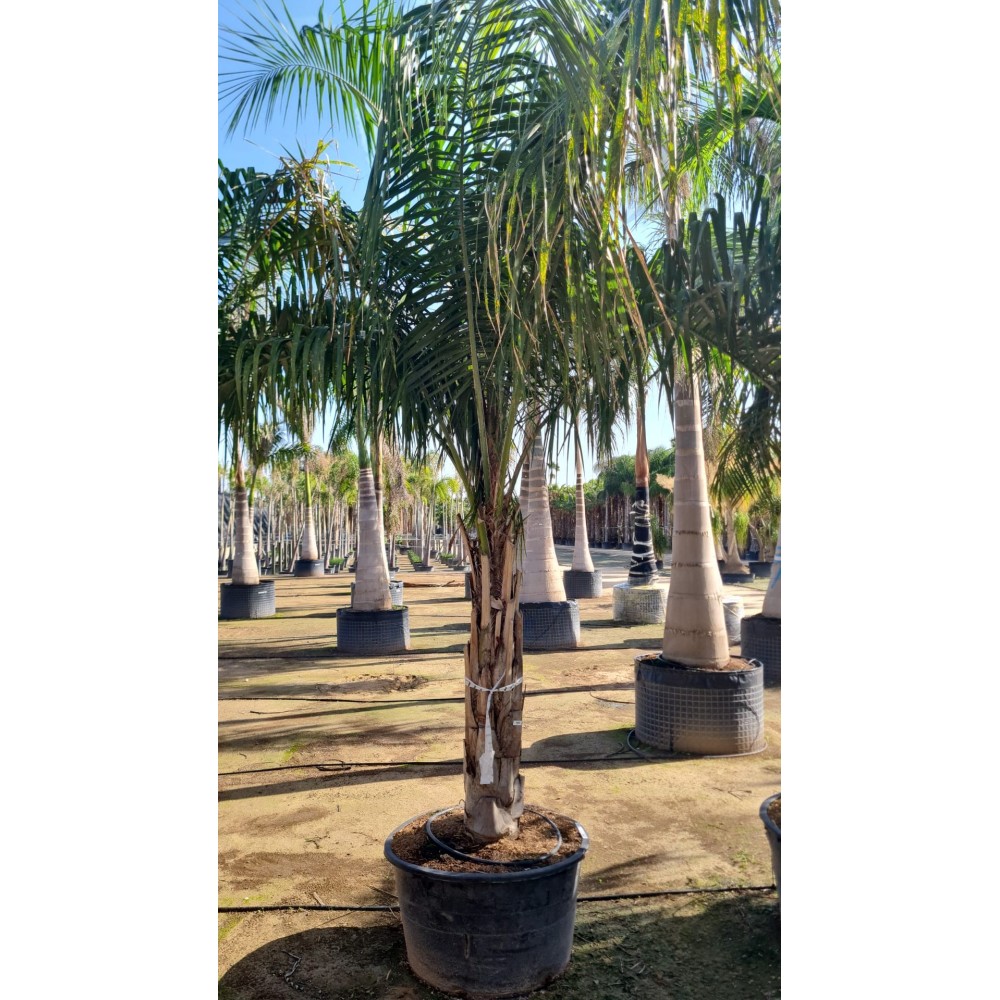 Butiagrus (butia capitata x syagrus romanzofiana) Taille Butiagrus ...